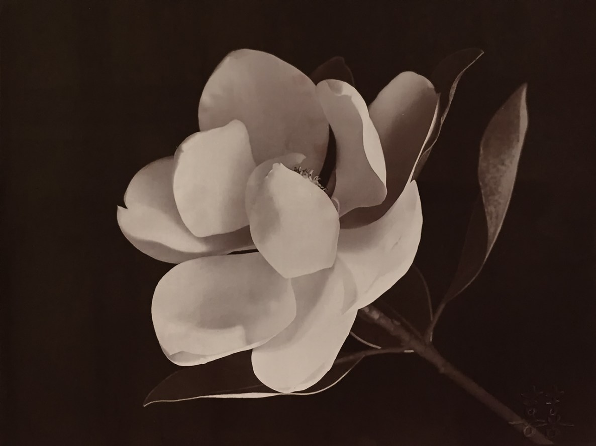 Using Fumed Alumina To Fix Paper Issues in Van Dyke Brown | Mark ...